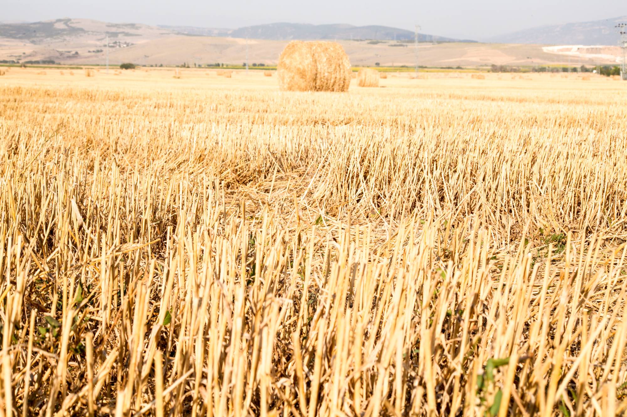 Long Fiber During Livestock Induction and Transition - ProAgni