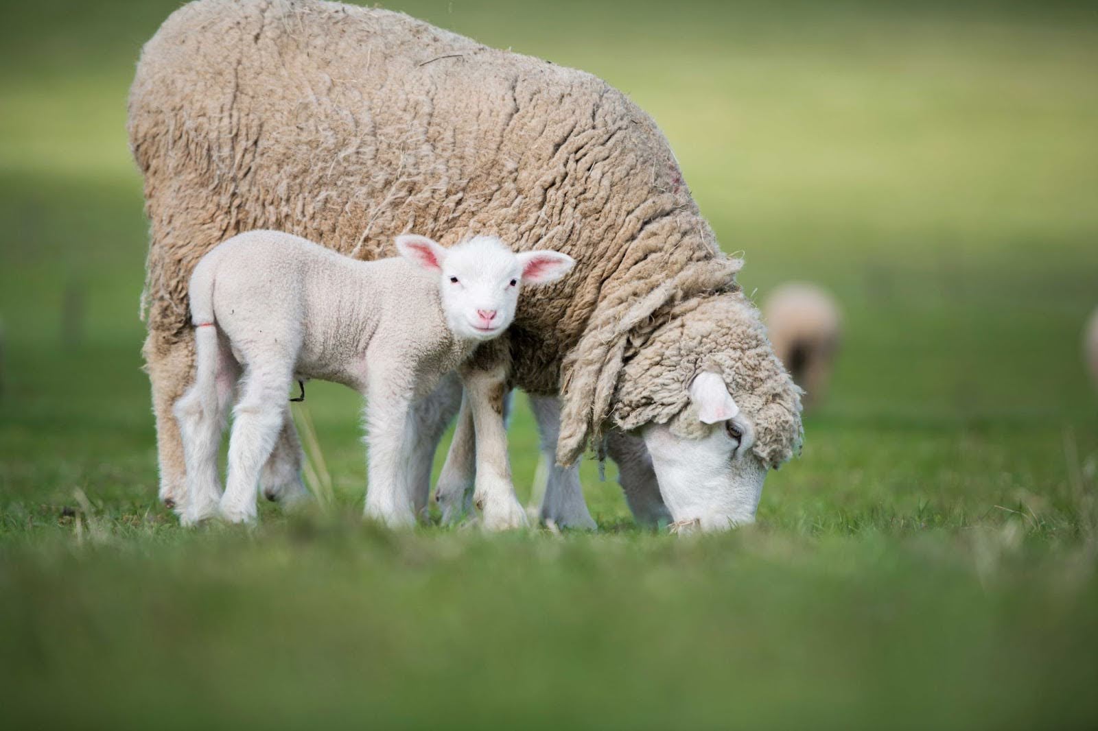 Imprinting Lambs in Preparation for Weaning - ProAgni